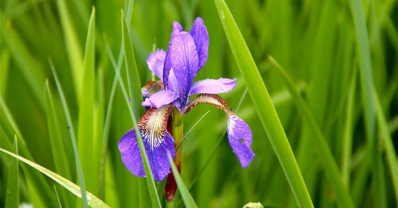 Wild Blue Flag Iris