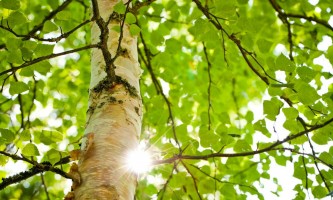 Alaska Species Guide | Facts about Alaska's Flora & Fauna | ALASKA.ORG