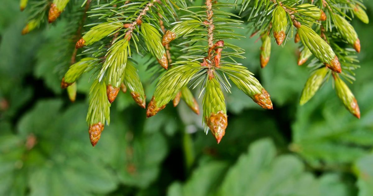 Sitka Spruce | ALASKA.ORG
