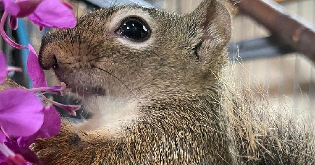 Squirrel | ALASKA.ORG