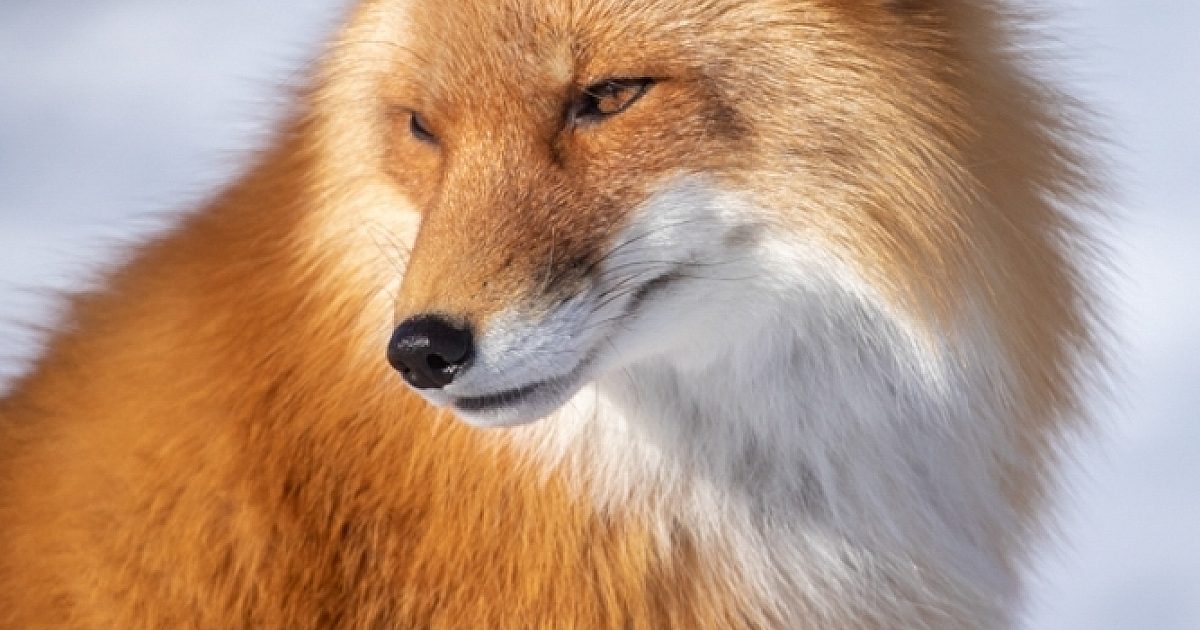 Fox | ALASKA.ORG