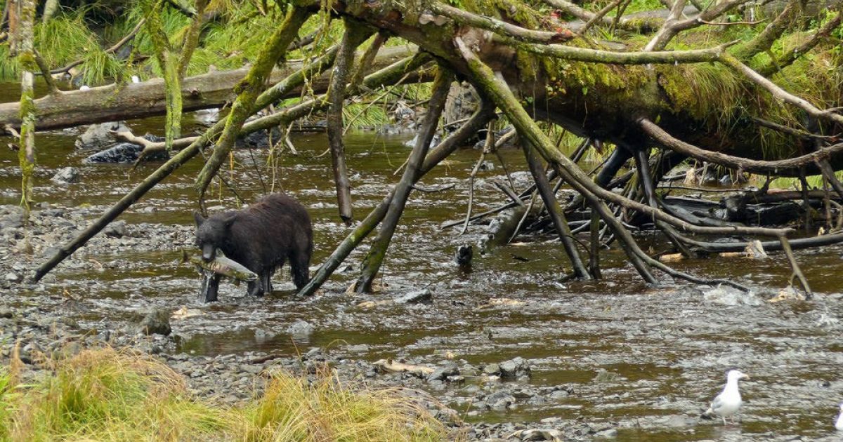 The Best Wildlife Viewing Spots in Kake | ALASKA.ORG