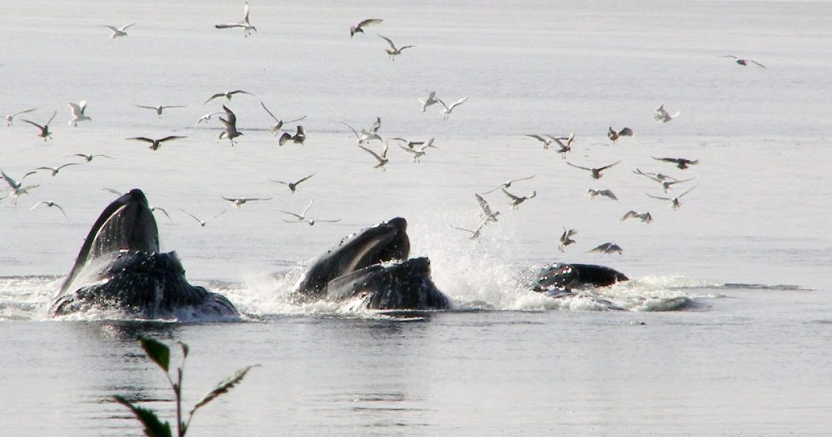 The Best Wildlife Viewing Spots in Tenakee Springs | ALASKA.ORG