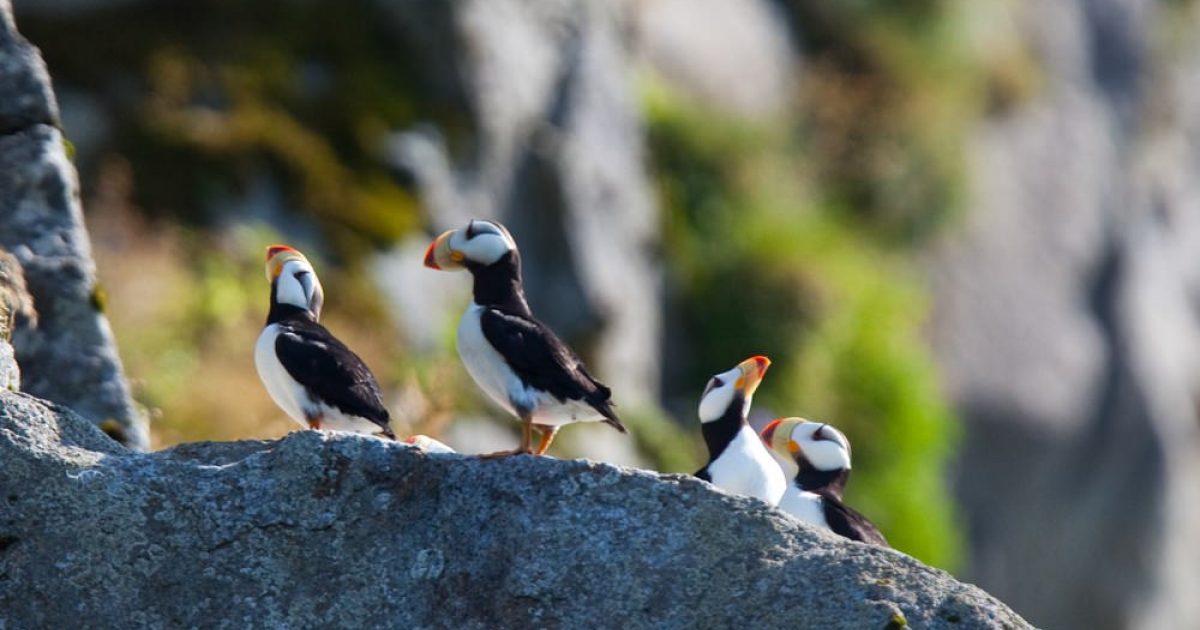 Attu Alaska Bird Watching