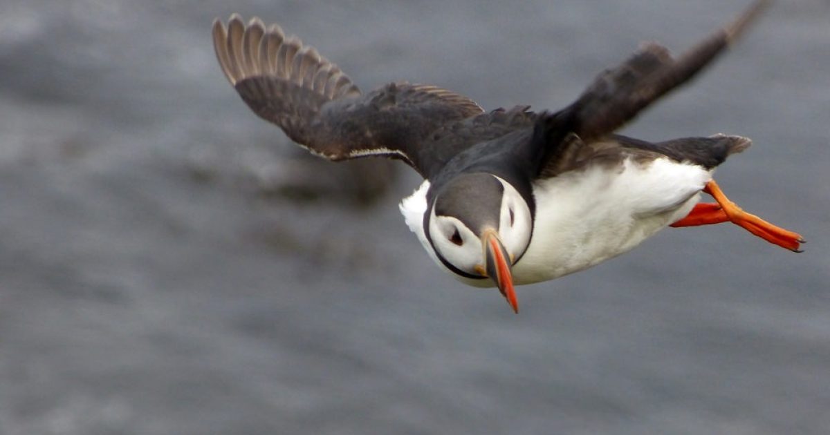 Birding Locations in Nome | Best Spots to View Birds | ALASKA.ORG