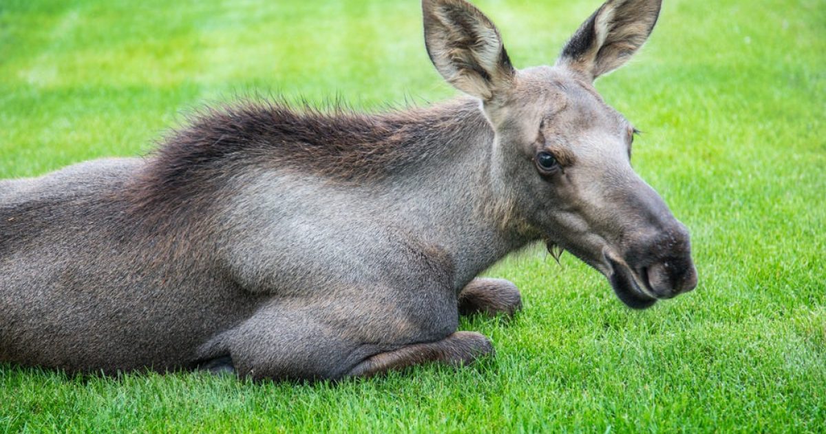 The Best Moose Viewing Spots in Anchorage, Alaska |… | ALASKA.ORG
