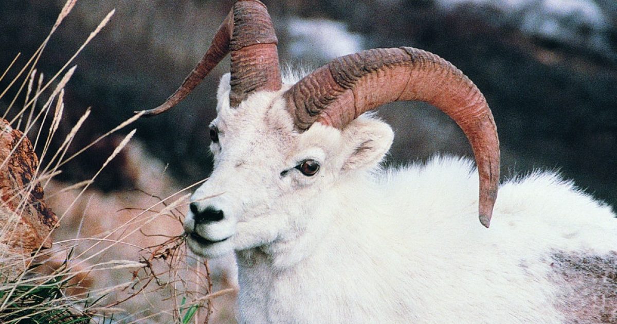 Dall Sheep & Mt. Goat Viewing at Tern Lake | Seward… | ALASKA.ORG