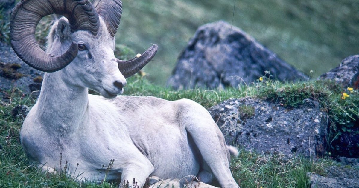Rainbow Ridge Scenic View & Dall Sheep Viewing |… | ALASKA.ORG