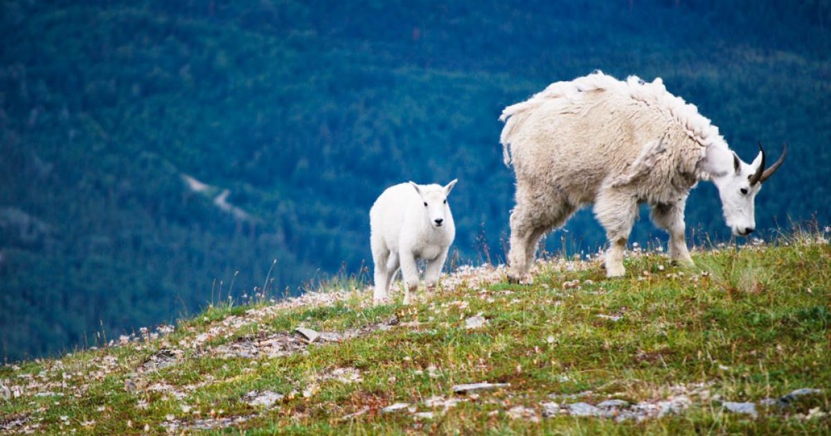 Alaska Sheep and Goat Viewing | Best Places To Spot… | ALASKA.ORG