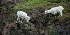 Alaska Sheep and Goat Viewing | Best Places To Spot… | ALASKA.ORG