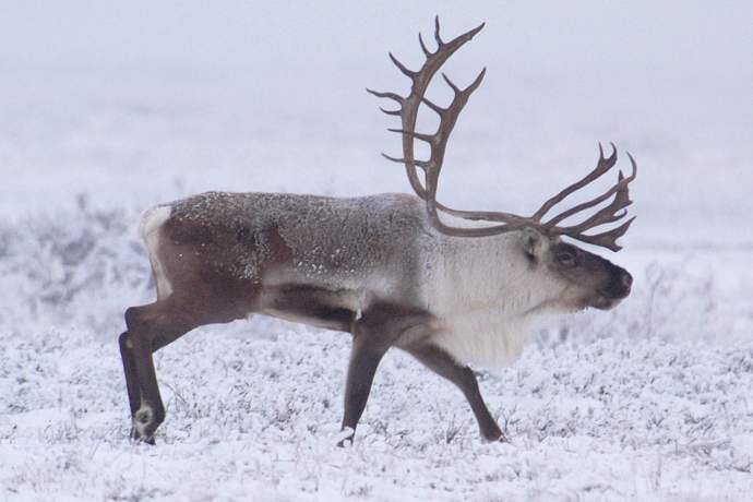 Alaska Caribou Viewing | Where To See Caribou Migrations | ALASKA.ORG