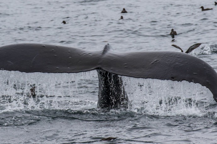 How to See Whales in Alaska | The Best Whale Watching… | ALASKA.ORG