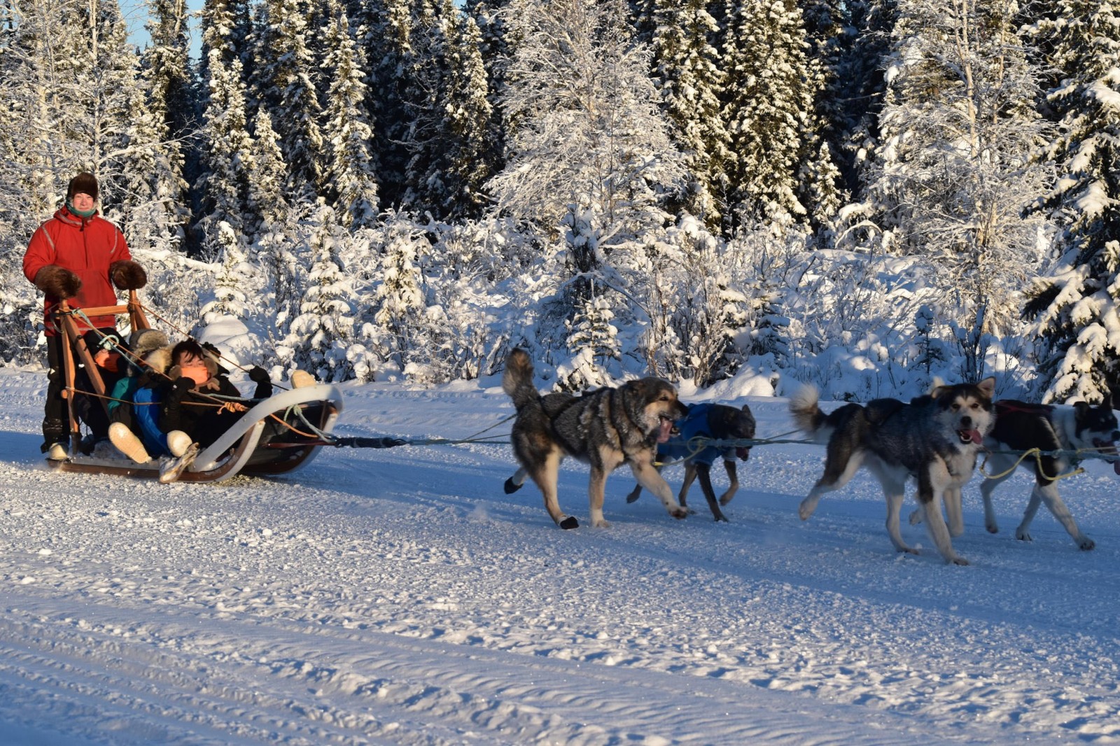 Rod’s Alaskan Guide Service | Winter Dog Sledding,… | ALASKA.ORG