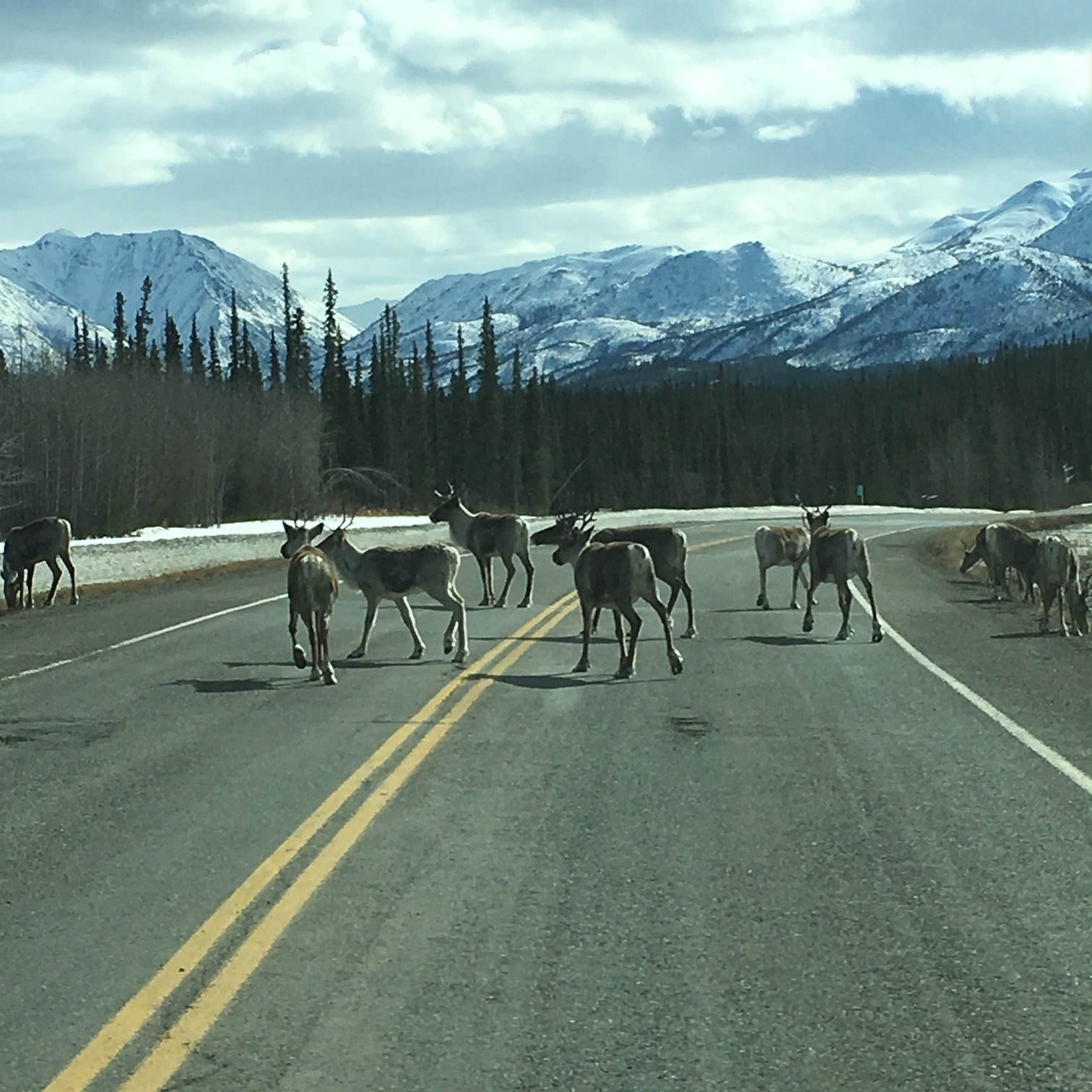 Interior Alaska Bus Lines | Anchorage or Fairbanks to Tok | ALASKA.ORG