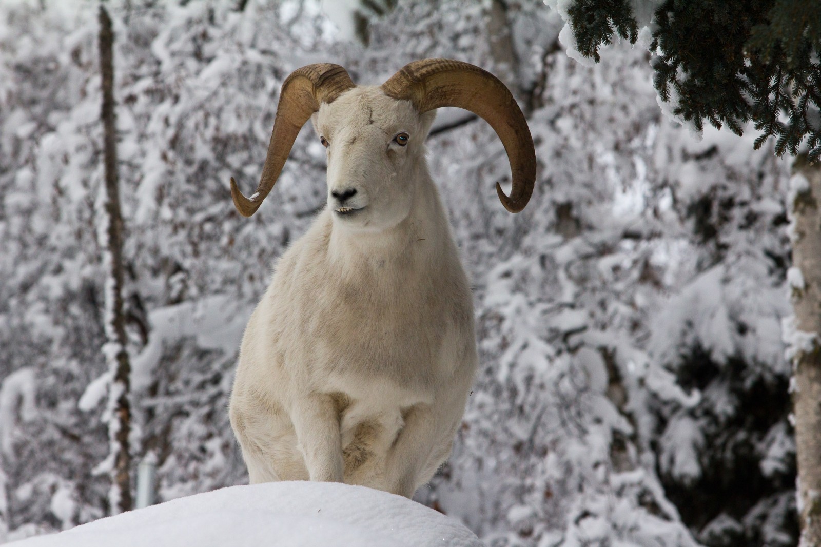 Dall Sheep | ALASKA.ORG