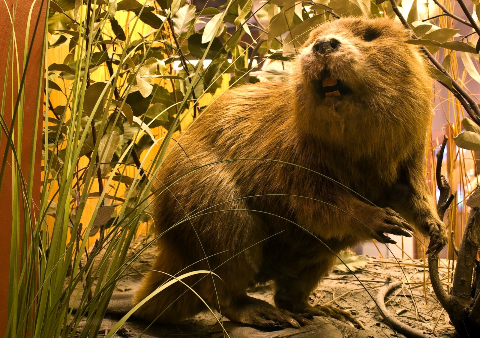 66. Beaver Trapping | ALASKA.ORG