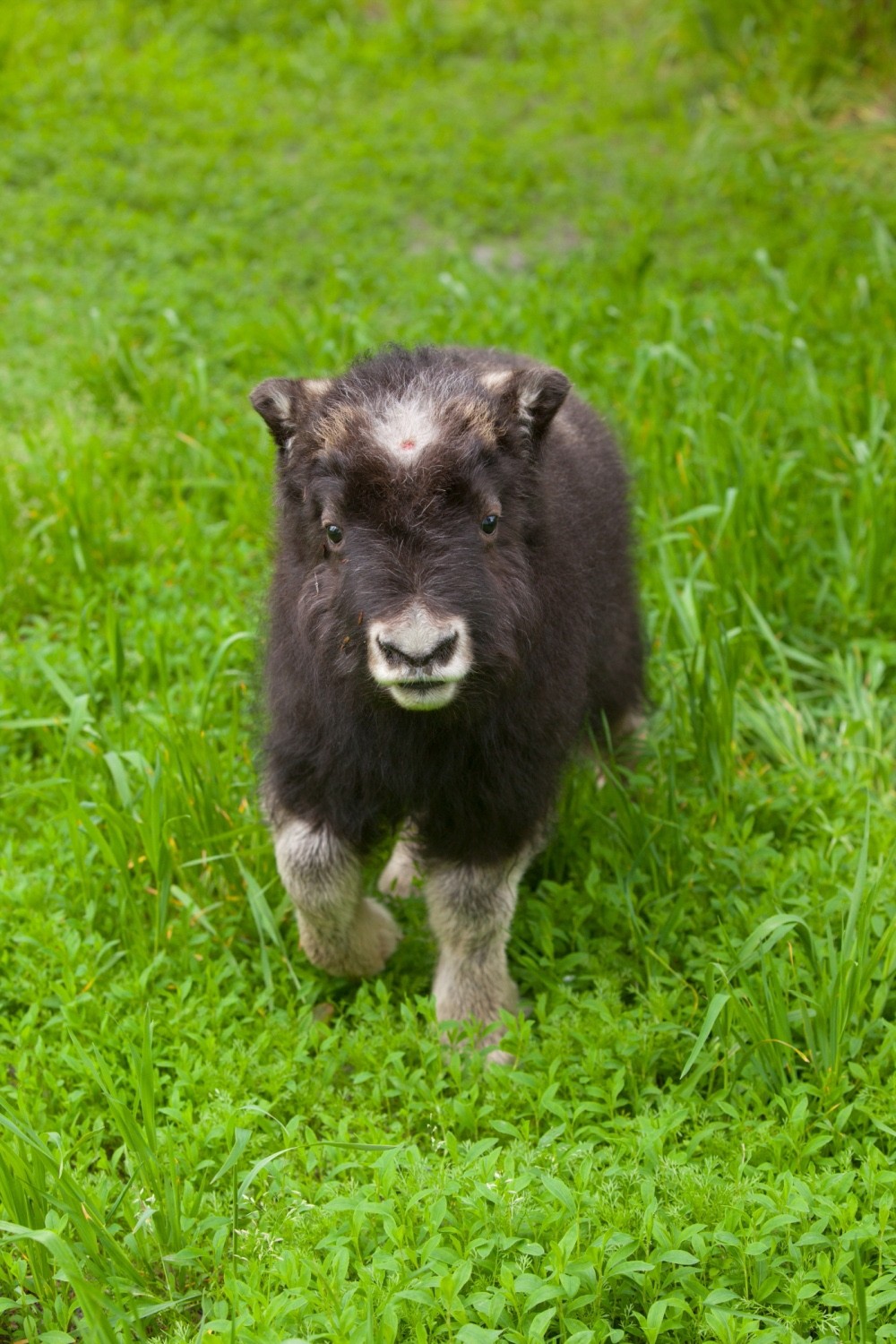 Musk Ox | ALASKA.ORG