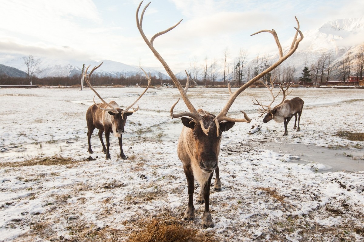 Caribou | ALASKA.ORG