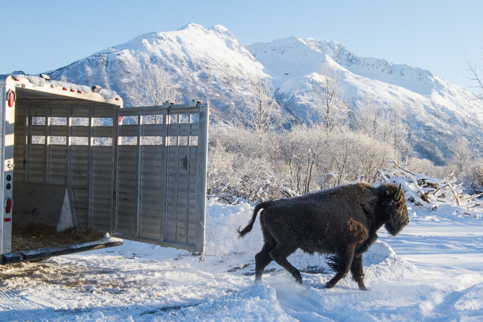 Wood Bison | ALASKA.ORG