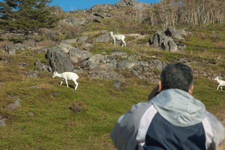 The Best Wildlife Viewing Spots in Anchorage, Alaska | ALASKA.ORG