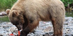 Scenic Day Drives From Kodiak | Chiniak Highway | ALASKA.ORG
