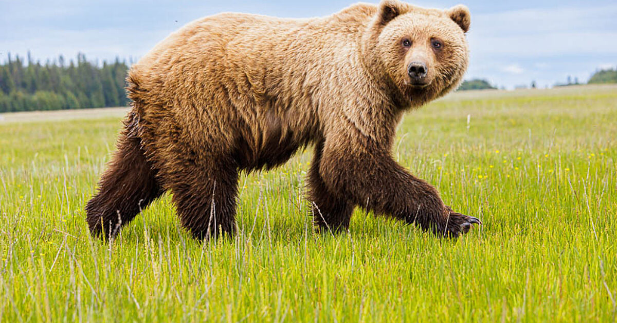 Alaska Coastal Brown Bears in Lake Clark National Park |… | ALASKA.ORG