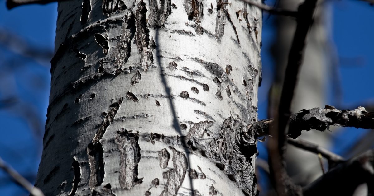 Bear Marks on Tree | ALASKA.ORG