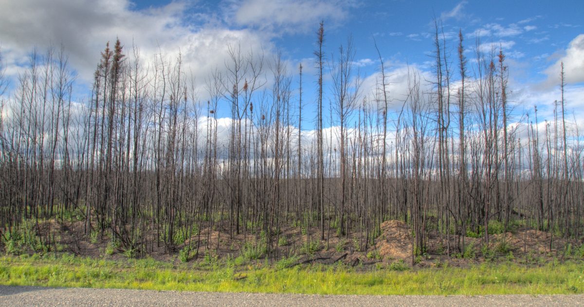 Burnt Birch Forest | ALASKA.ORG