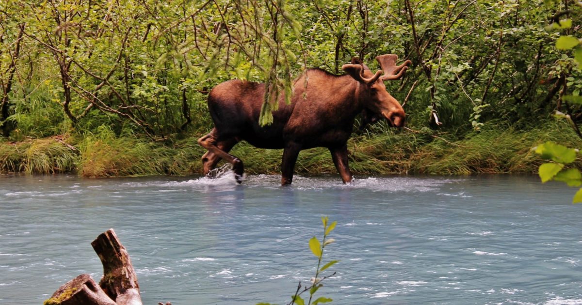 Black Bear Campground | 51 miles from Anchorage | ALASKA.ORG