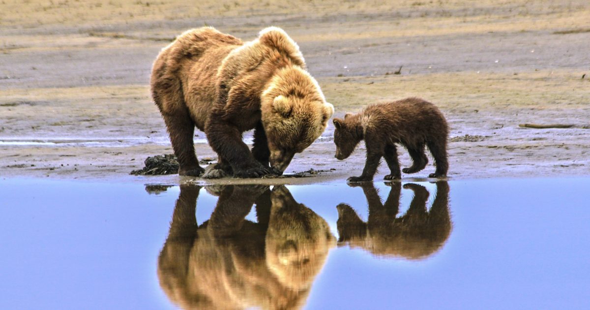 Fish Cleaning Tables | ALASKA.ORG