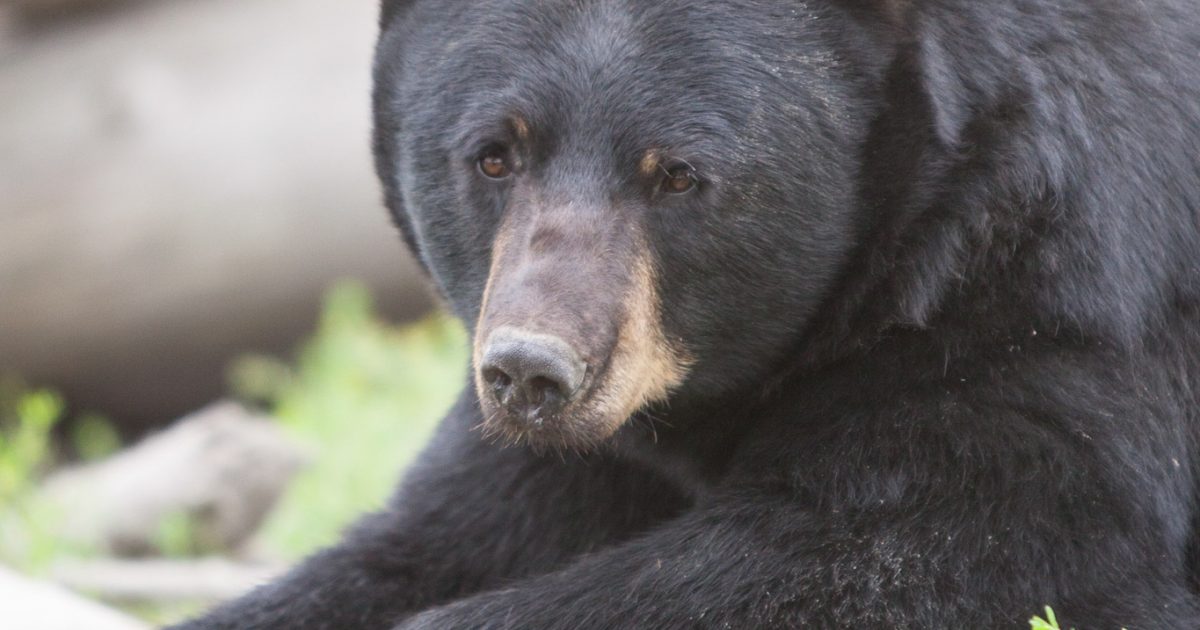 Black Bear | Alaska Wildlife Conservation Center | ALASKA.ORG