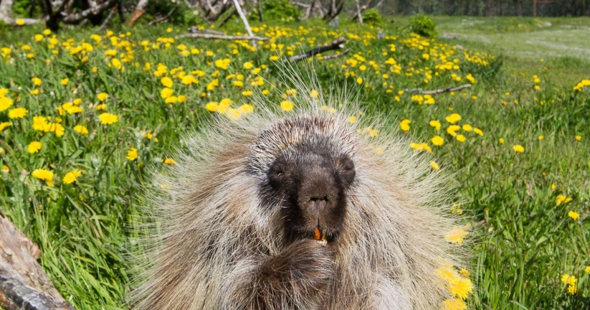 Porcupine | Alaska Wildlife Conservation Center | ALASKA.ORG