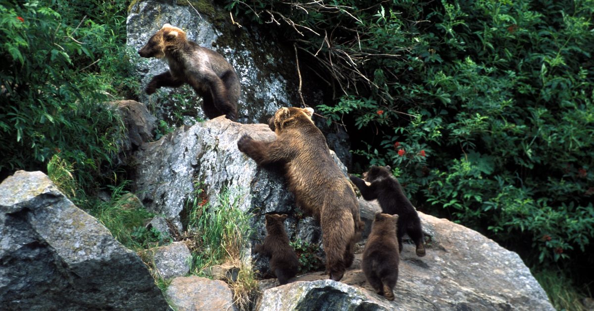Rust's Bear Viewing | ALASKA.ORG