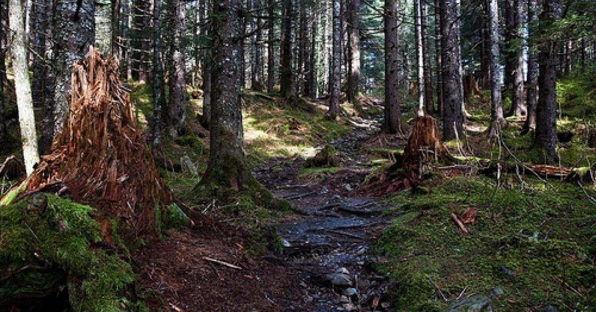Caines Head Trail | ALASKA.ORG
