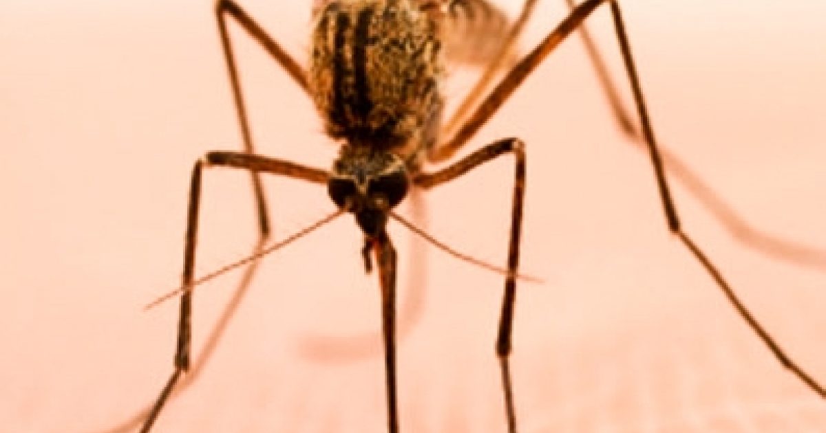 Mosquitoes: Pest Or Boon? | ALASKA.ORG