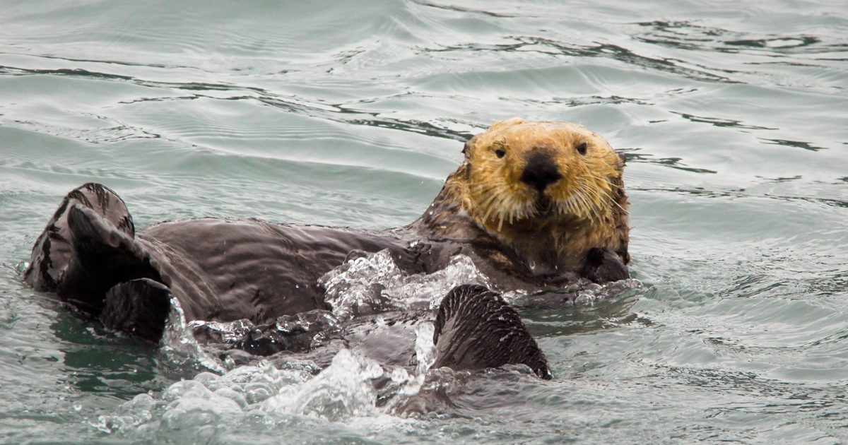 Alaska Vacations & Travel Advice from Trusted Alaskans | ALASKA.ORG