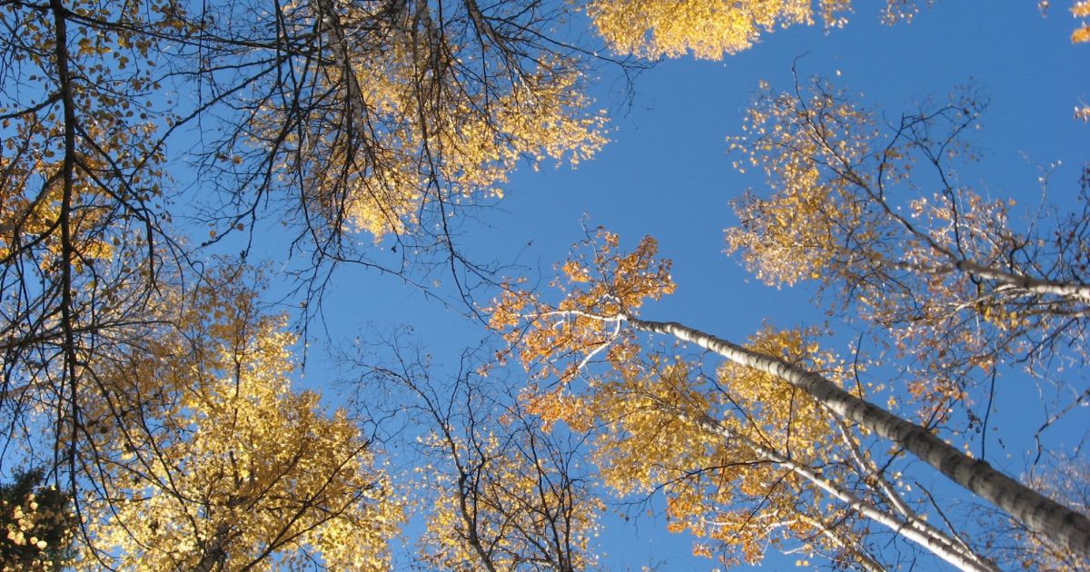 58. Wind in Birch Trees | ALASKA.ORG