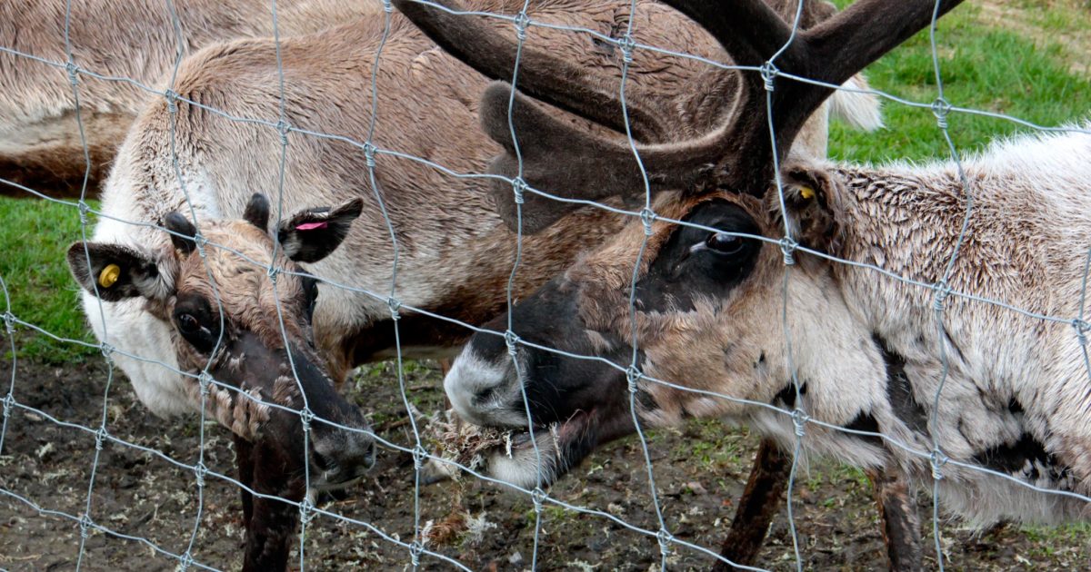 Large Animal Research Station | Fairbanks, Alaska | ALASKA.ORG