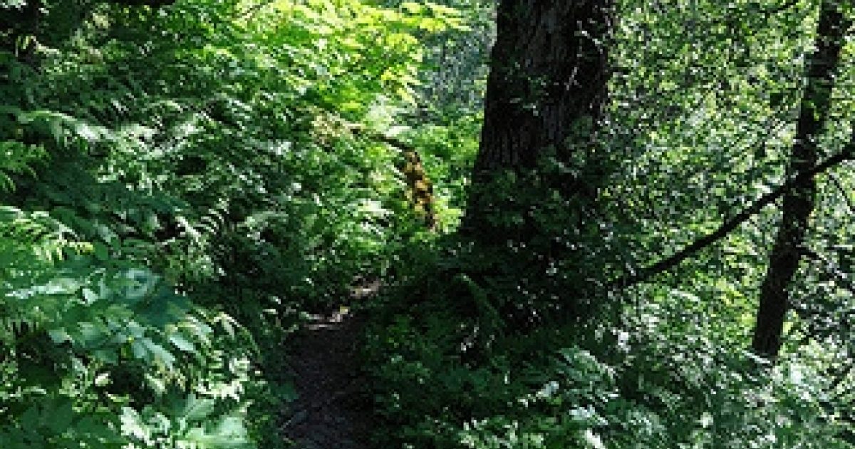 Mount Juneau Trail | ALASKA.ORG