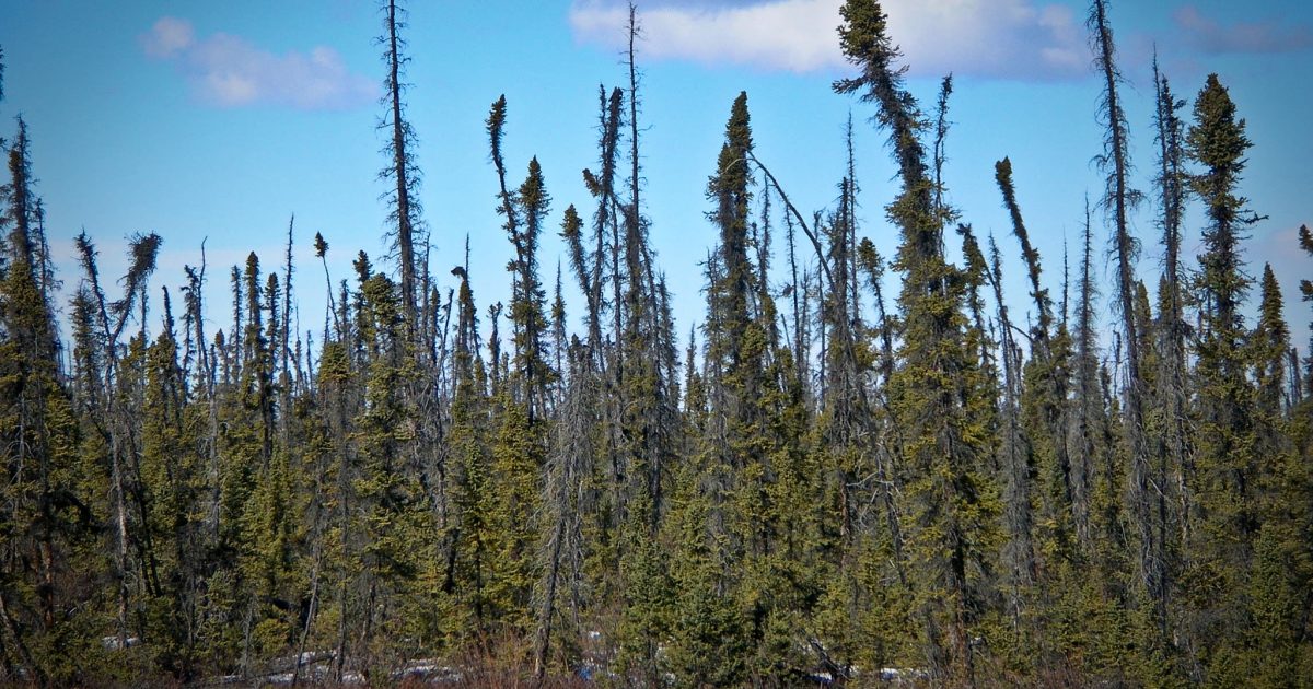 Black Spruce | ALASKA.ORG