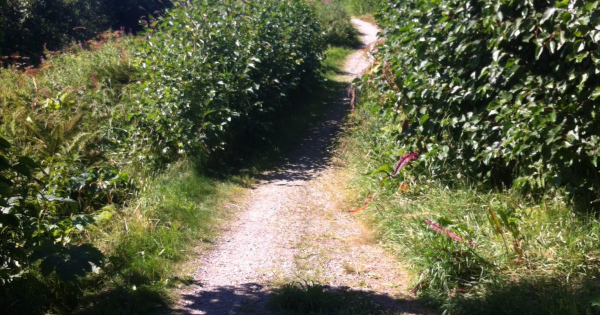 Reber Trail | ALASKA.ORG