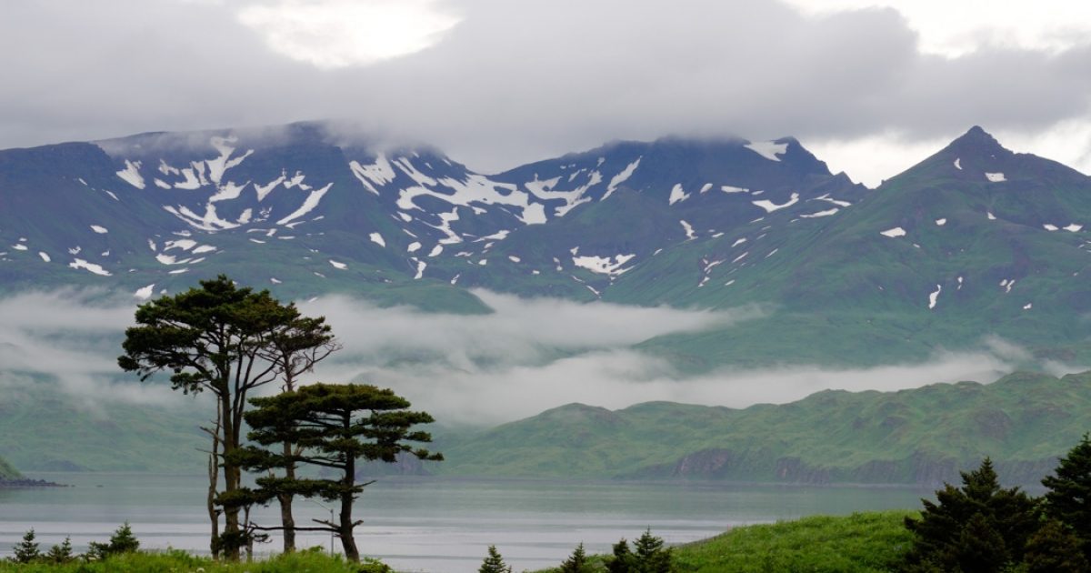 Alaska Sitka Spruce