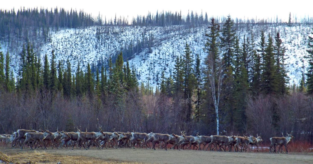 Alaska Vacations & Travel Advice from Trusted Alaskans | ALASKA.ORG