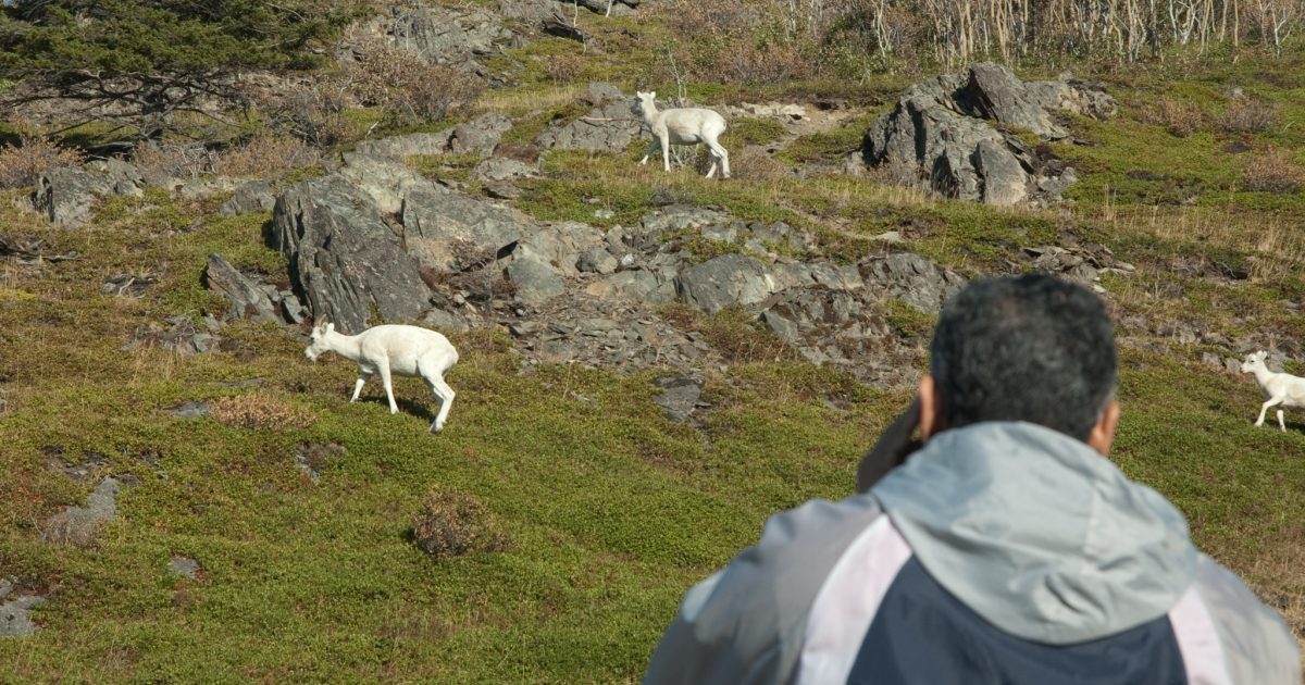 Windy Point Wildlife Viewing | Where To See Dall Sheep | ALASKA.ORG