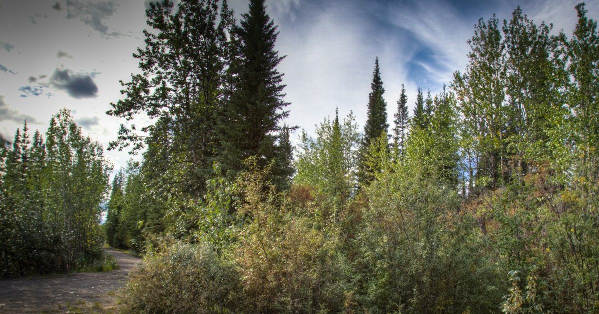 North Fork Ditch | ALASKA.ORG