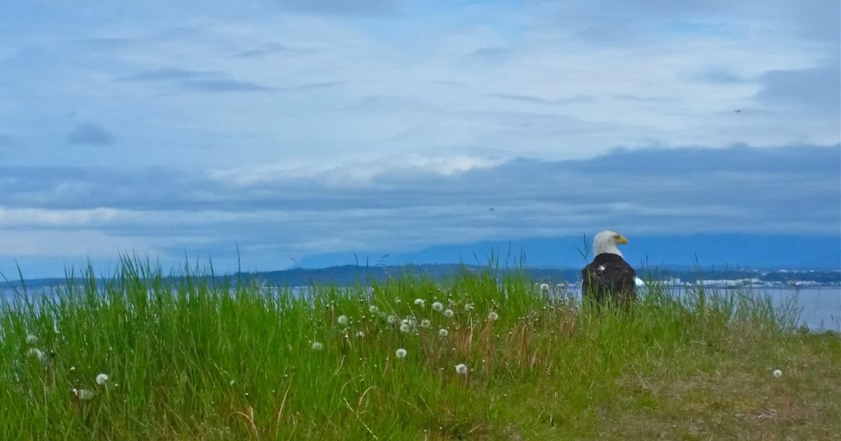 Alaska Chilkat Bald Eagle Preserve | Haines, Alaska | ALASKA.ORG