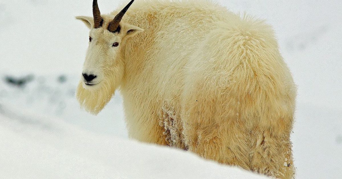 Mountain Goat Viewing | ALASKA.ORG