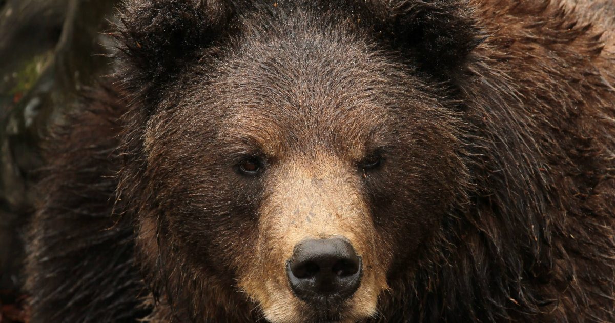 Fortress of the Bear: Guaranteed Bear Viewing | ALASKA.ORG