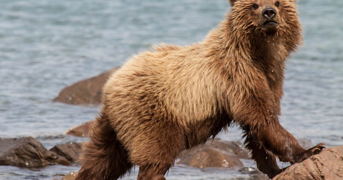 Kukak Bay: Wilderness Lodge & Bear Viewing | ALASKA.ORG