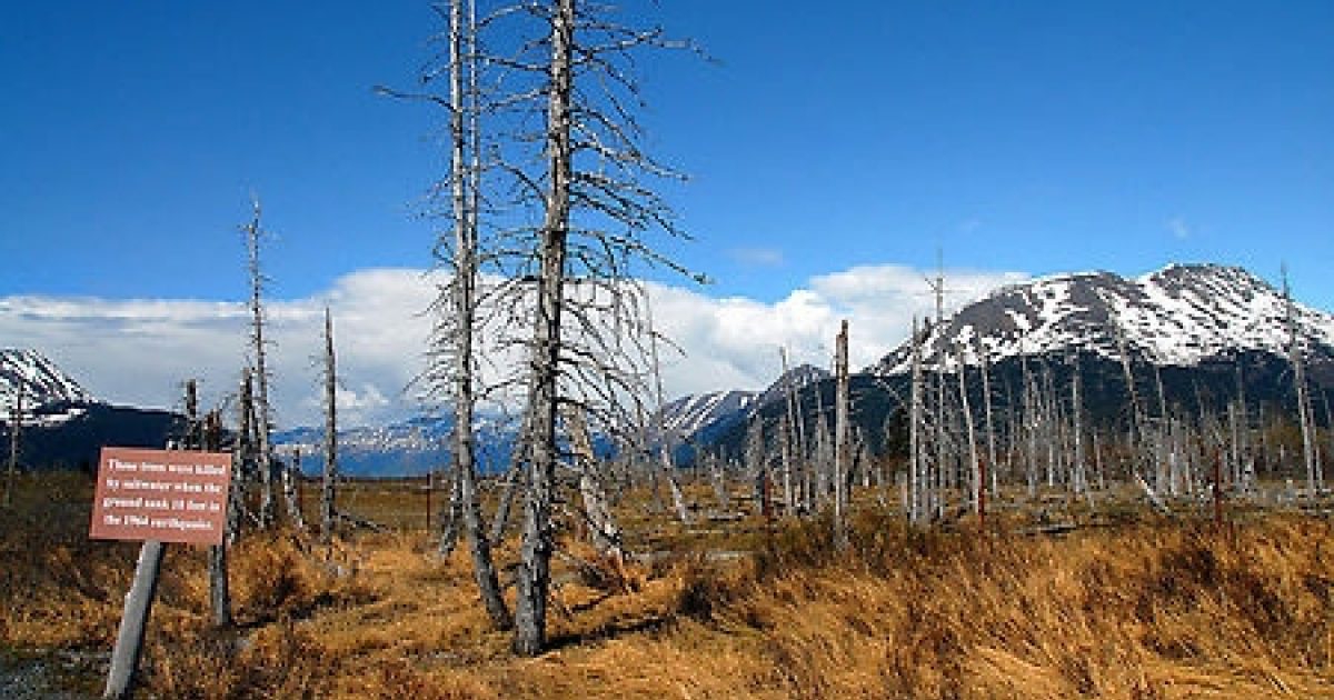 Ghost Forest | ALASKA.ORG